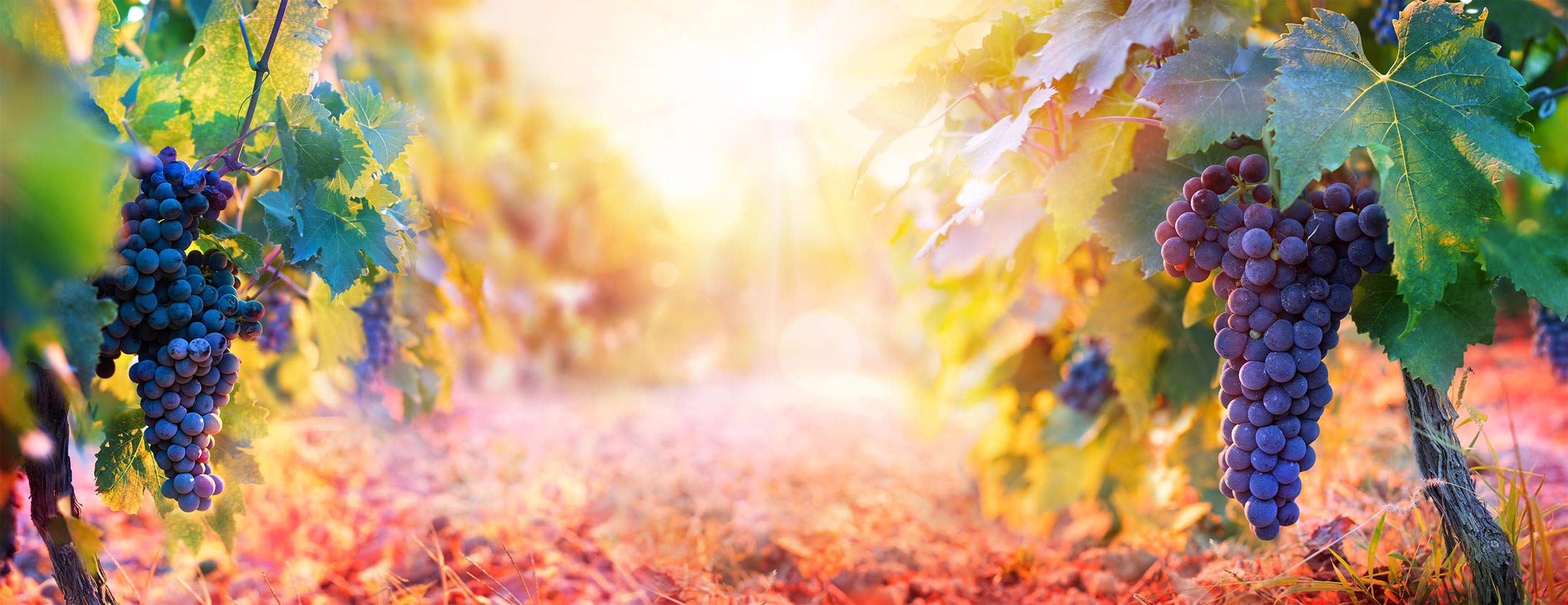 Beneficios del extracto de algas en la agricultura sostenible - K-eme